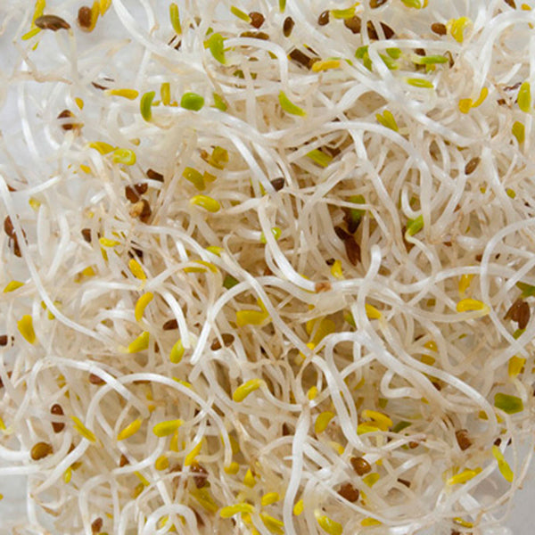 Alfalfa Sprouts - Four Season Greens